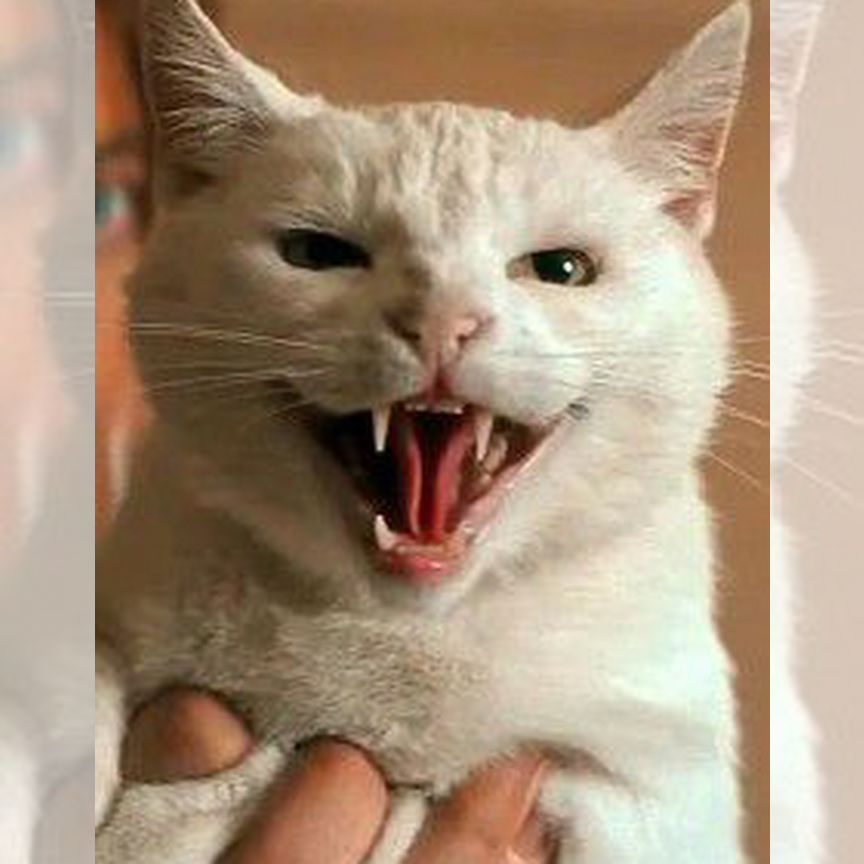 Котята турецкой ангоры