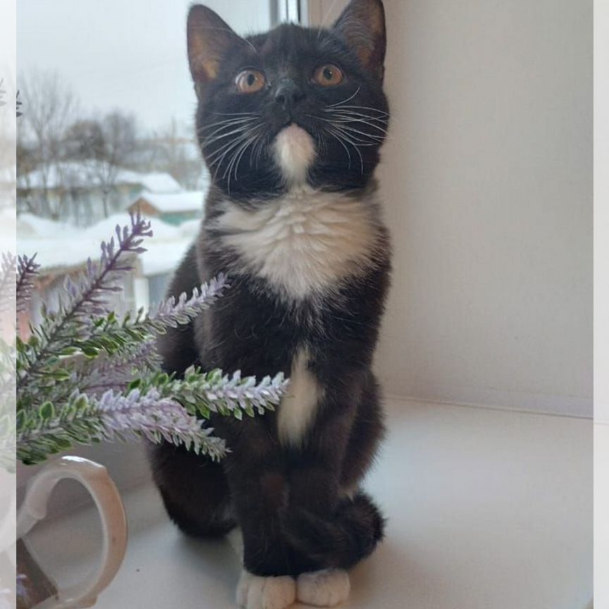 Котёнок в добрые руки