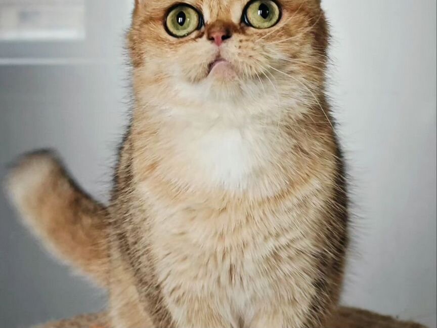 Очень ласковая и общительная британка