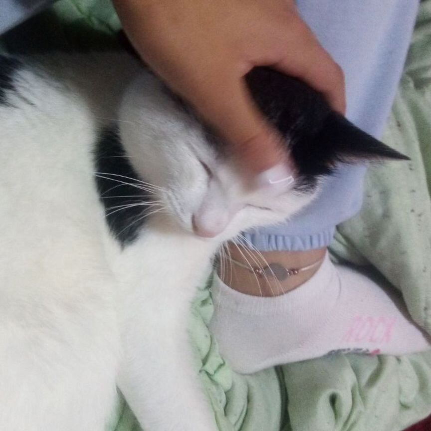 Потерялся кот, очень нам дорог