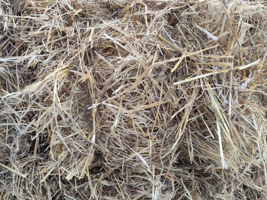 Солома ячменная в брикетах