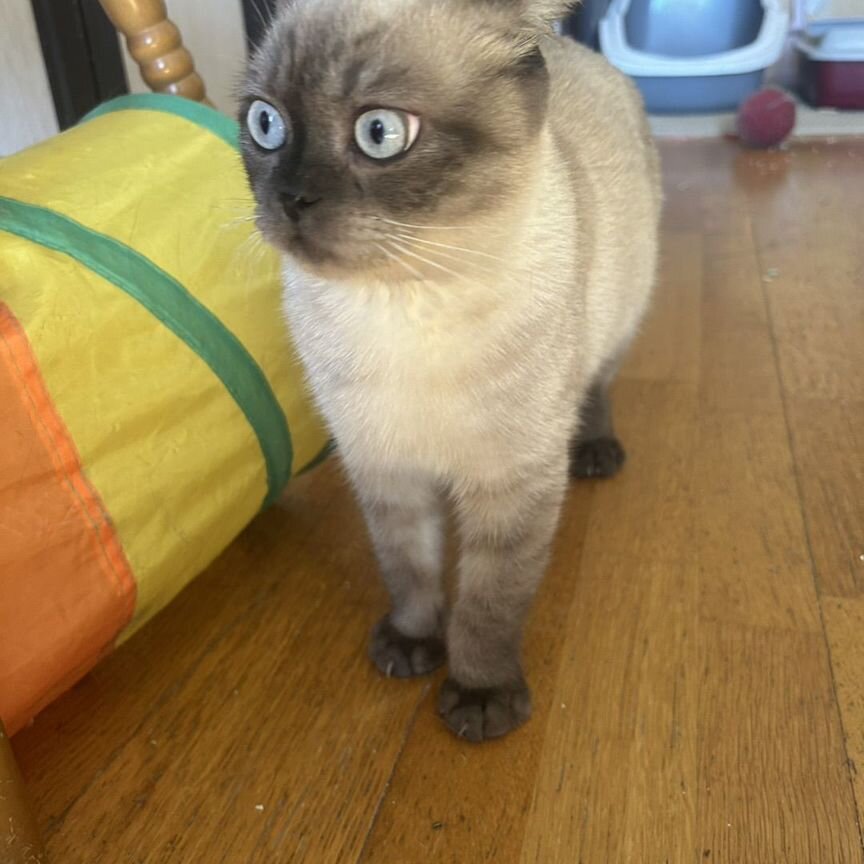 Котенок Стейси ищет семью