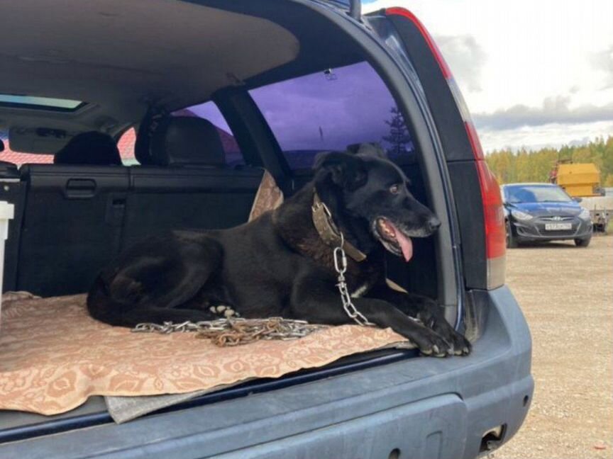 Отдам собаку в добрые руки