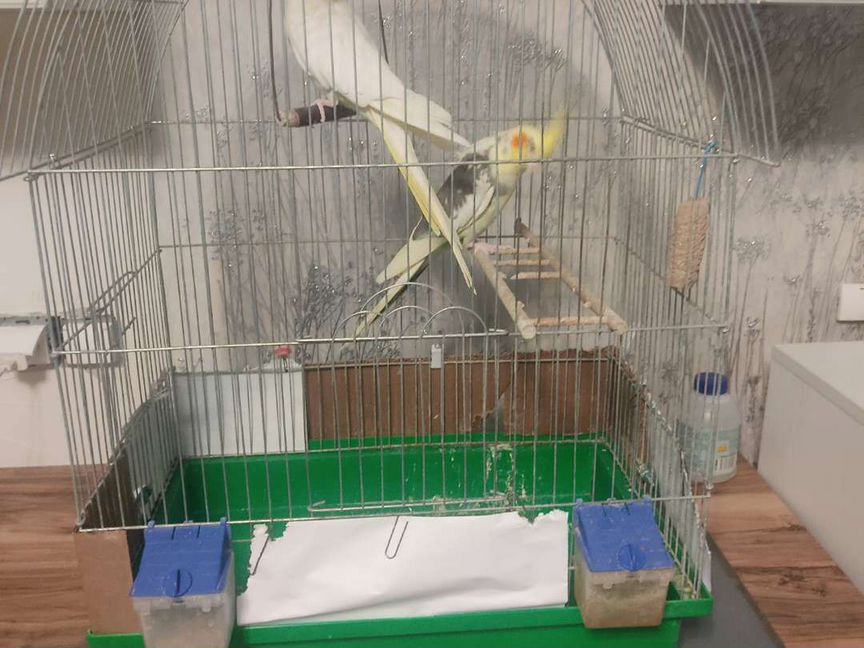 Карелла -Какаду