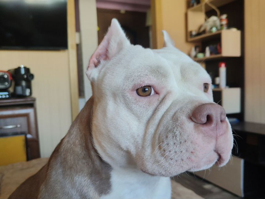 Американский булли покет девочка