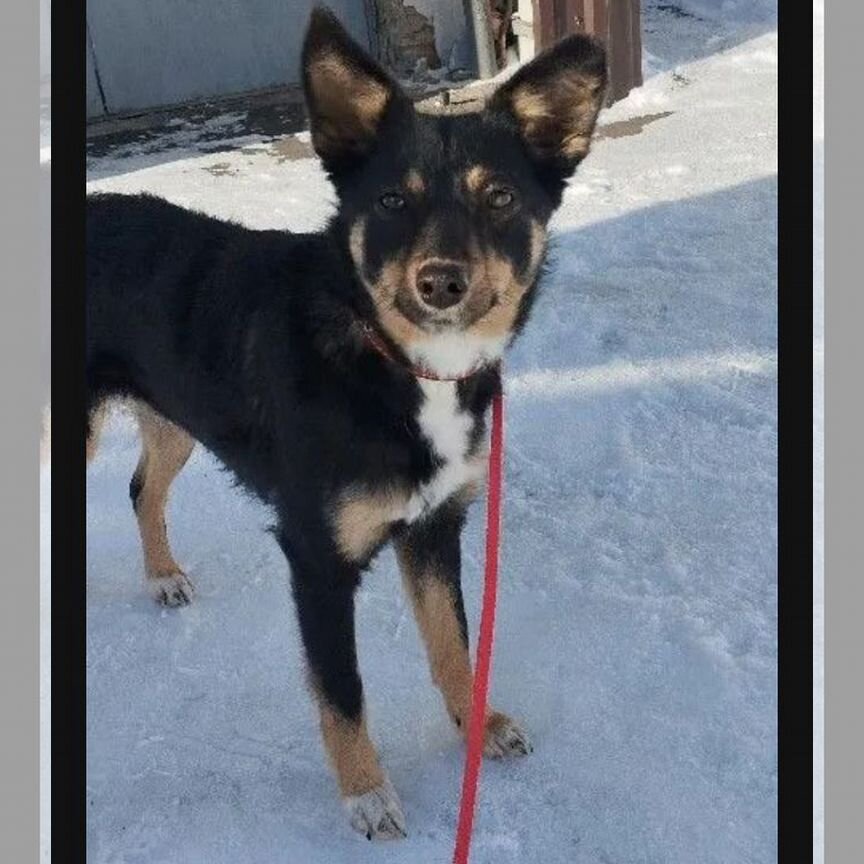 Взрослая собака в добрые руки