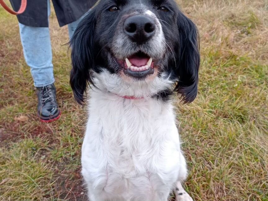 Элис в добрые руки