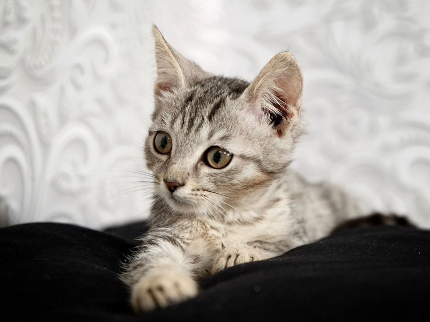 Котёночек 1,5 месяца ждёт своих родителей