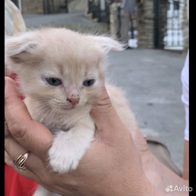 Котенок Персик