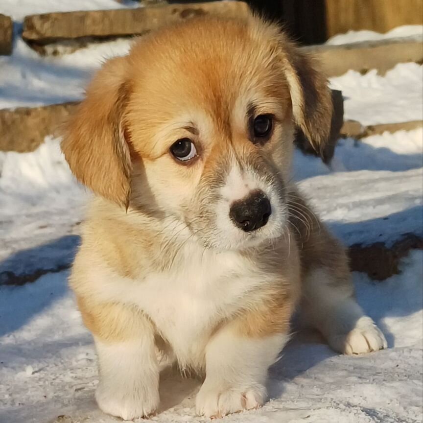 Щенки вельш корги