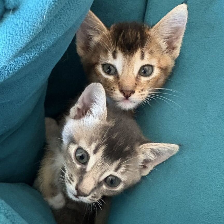 Абиссинский котёнок