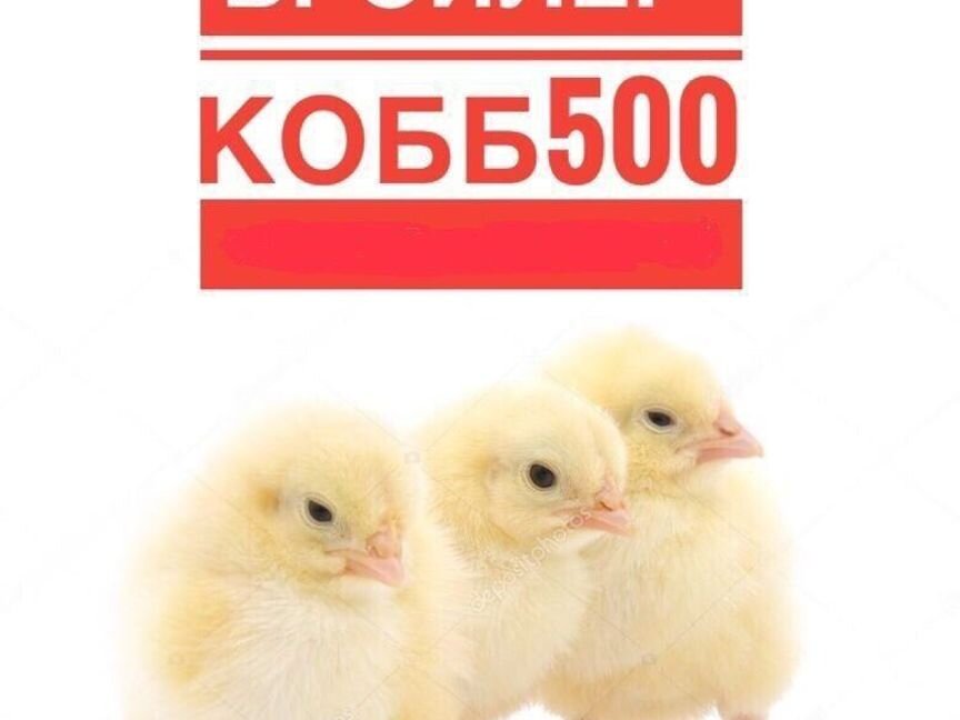 Инкуб/яйцо Кобб 500 (Турция)