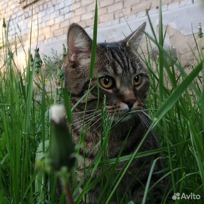 Кот Тайсон в хорошие руки
