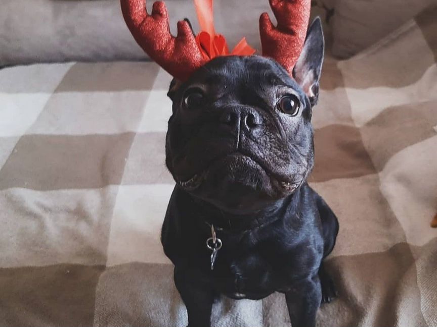 Французский бульдог в добрые руки