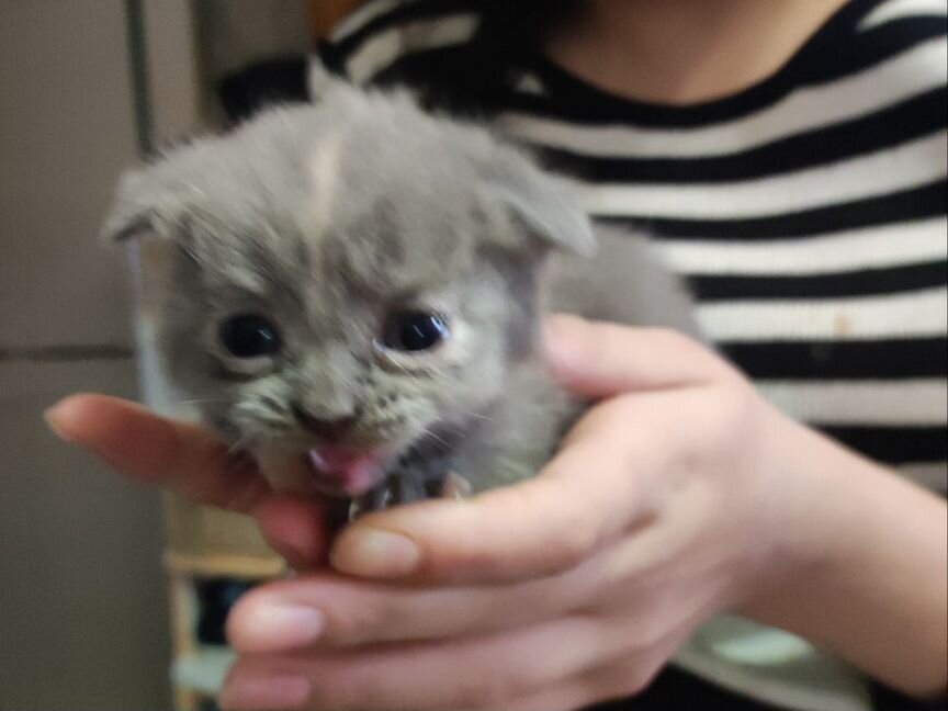 Шотландская