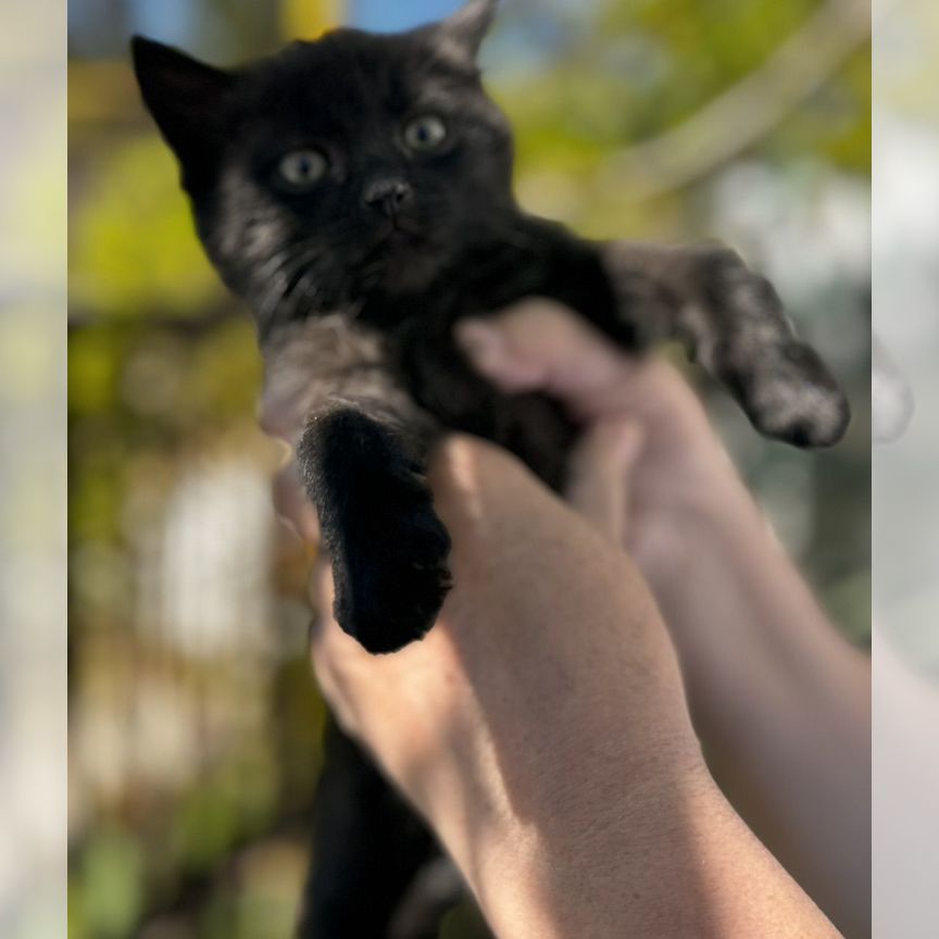 Отдам в хорошие руки котенка