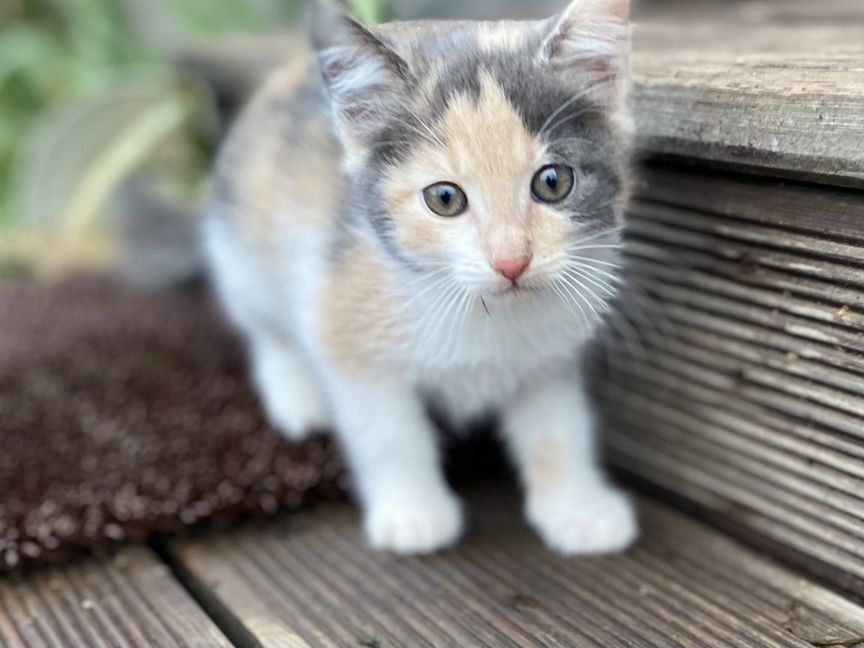 Котята бесплатно в добрые руки