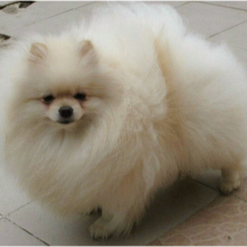 Померанский шпиц, щенок