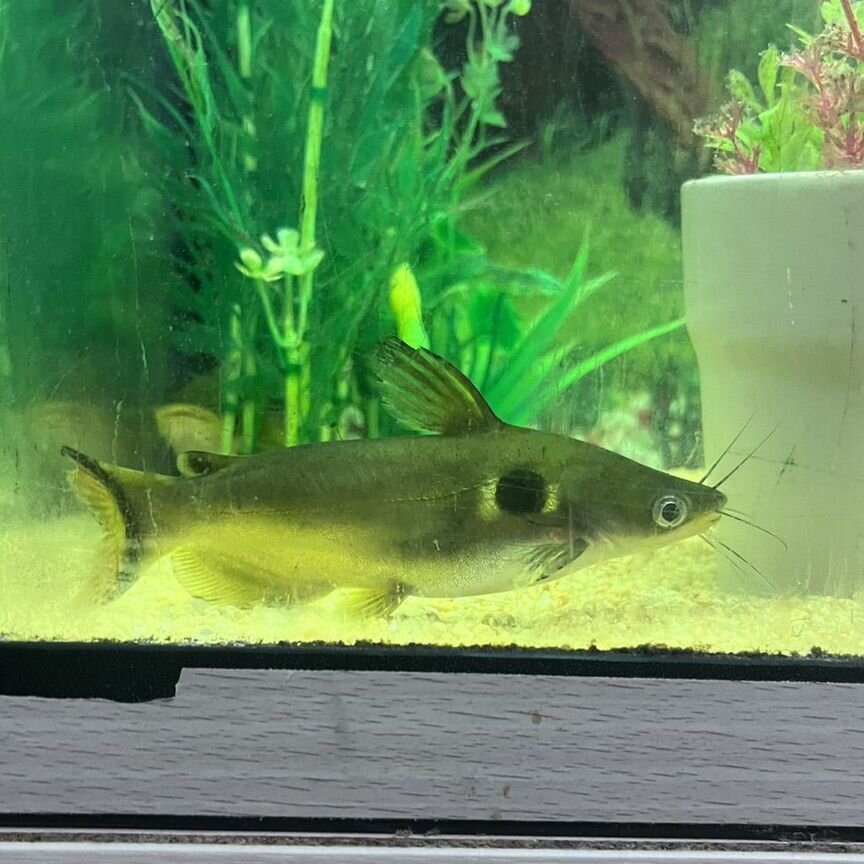 Аквариумные рыбки