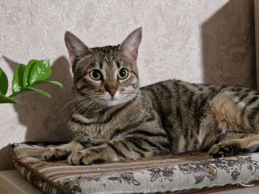 Оцикет кошка в дар