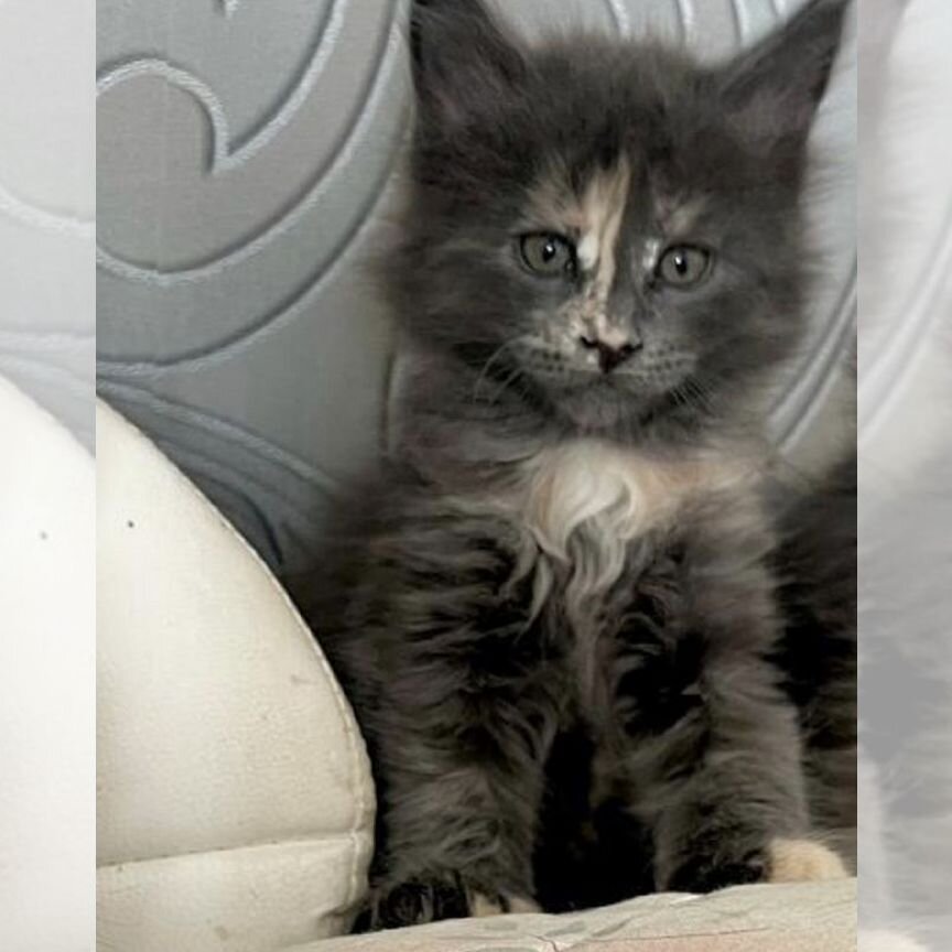 Мейн-кун котёнок