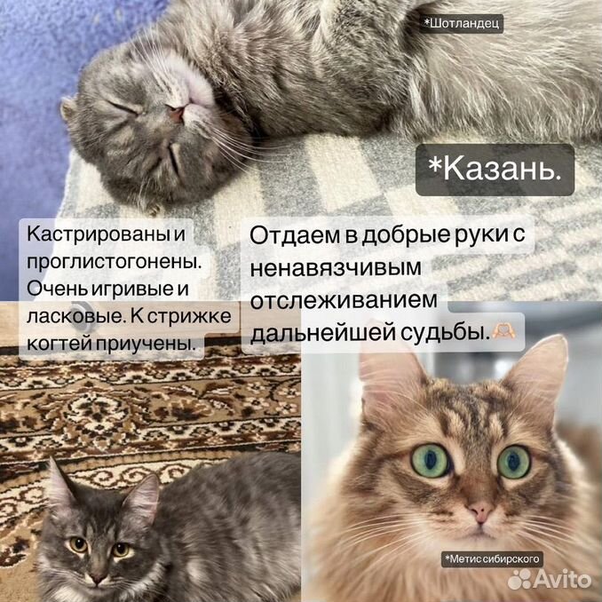 Сибирская кошка бесплатно