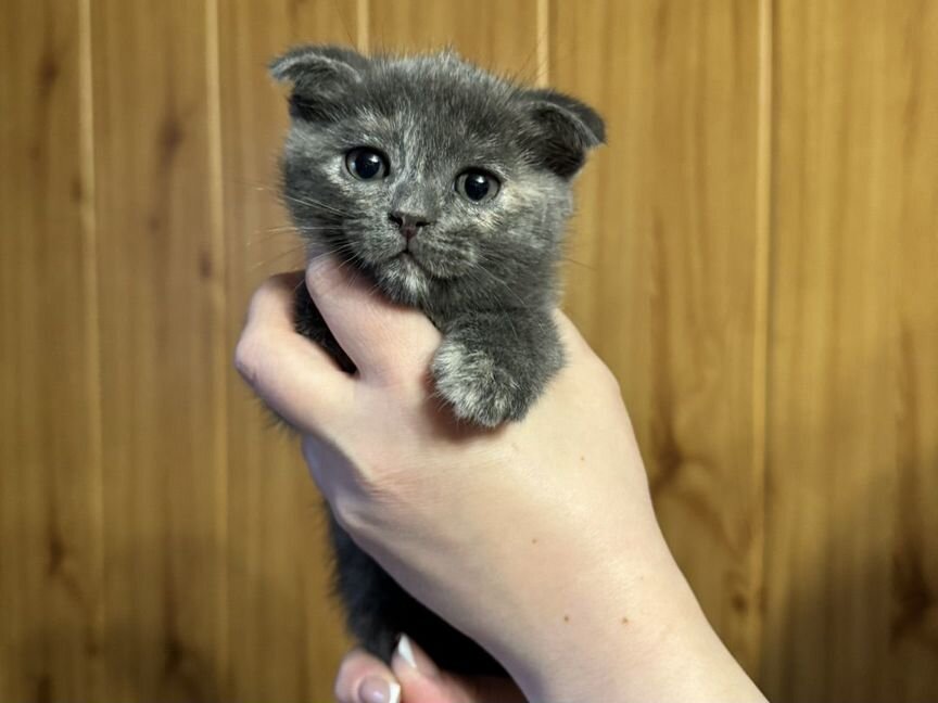 Шотландская