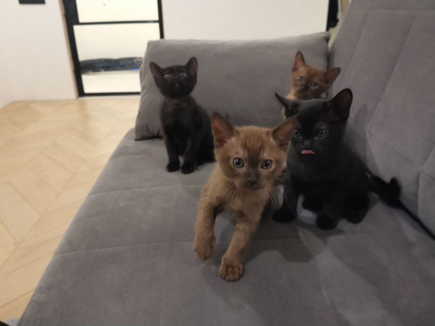 Бурманские котята