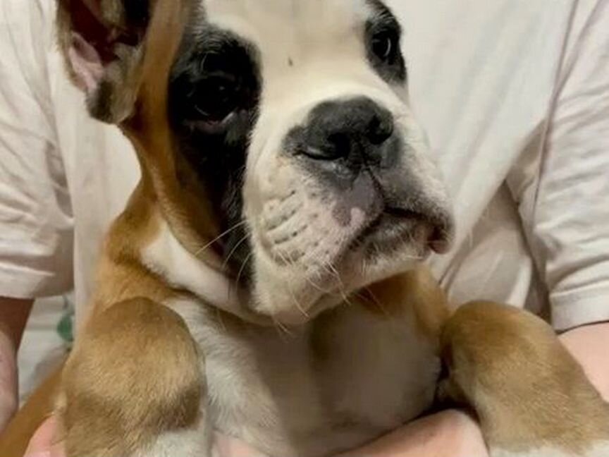 Боксер щенок мальчик