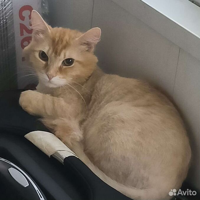 Кот Сарай