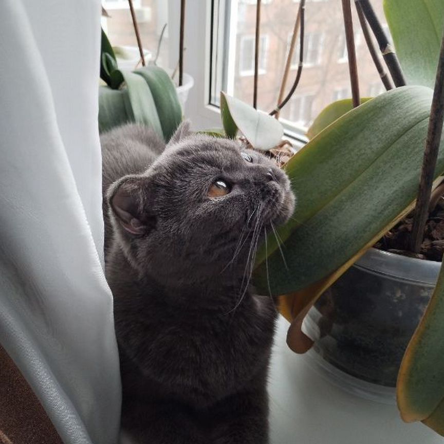 Шотландская серая кошка