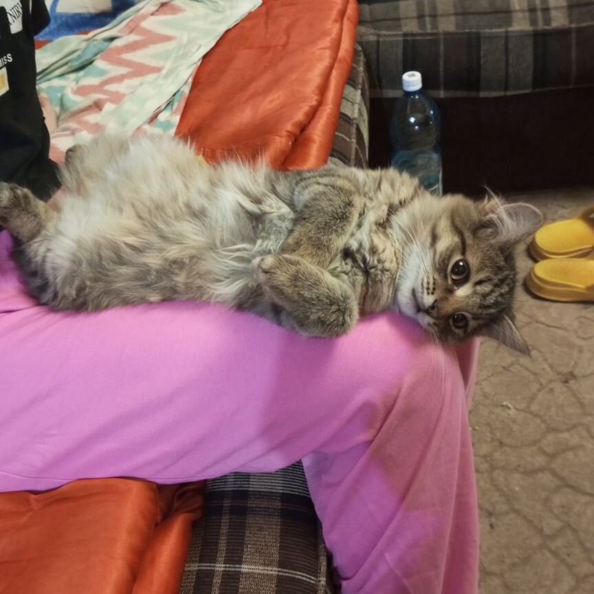 Сибирский котёнок