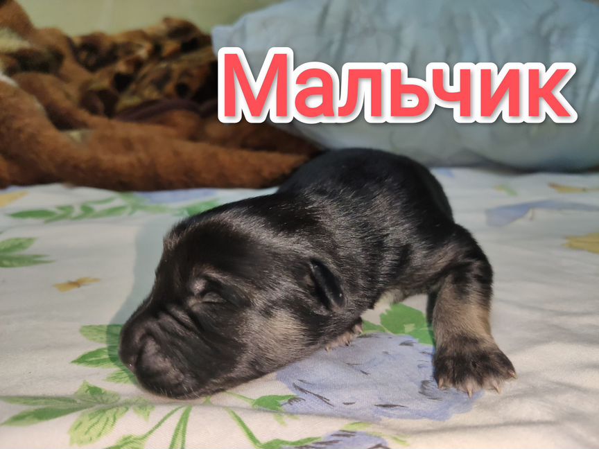 Щенок в добрые руки