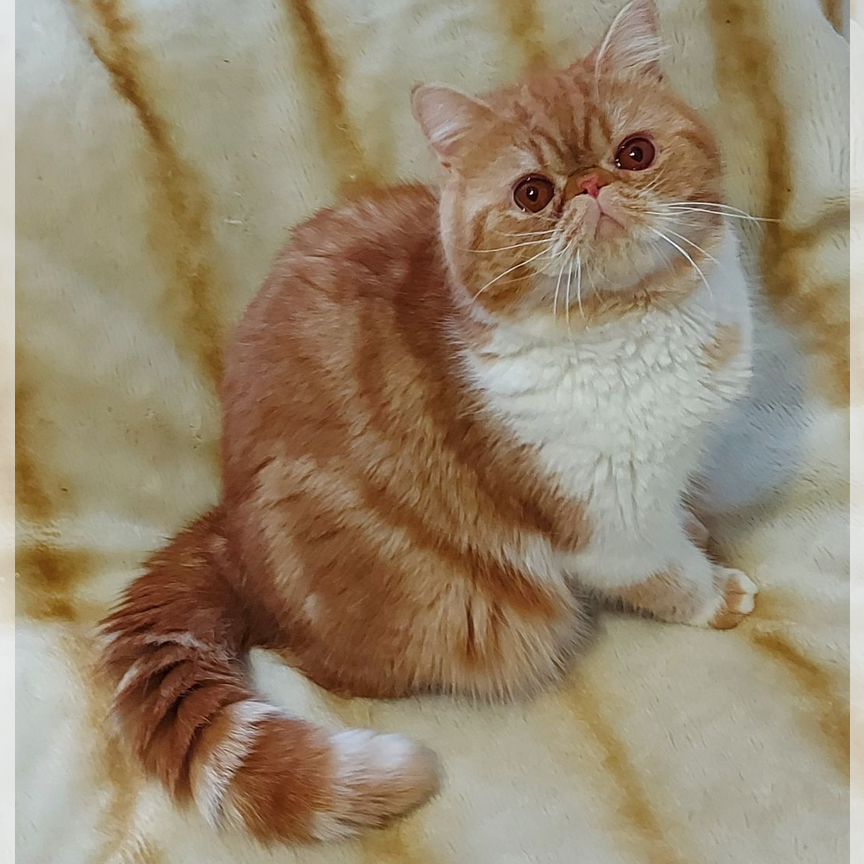 Плюшевый рыжик, экзот