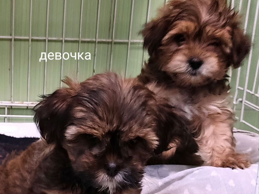 Цветные йорки