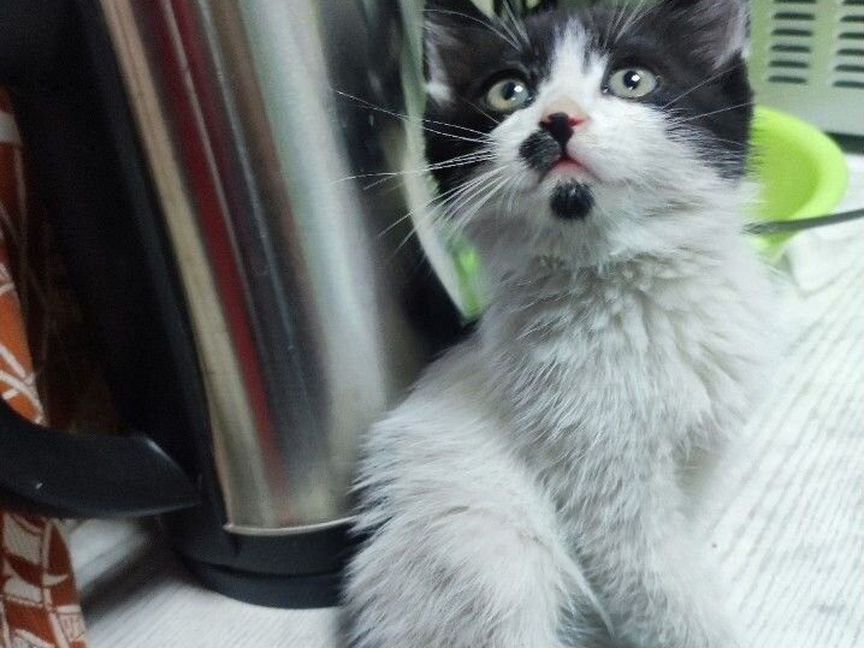 Очень ласковый котенок Зорро