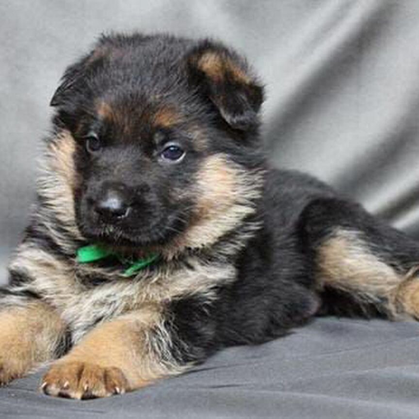 Щенки немецкой овчарки