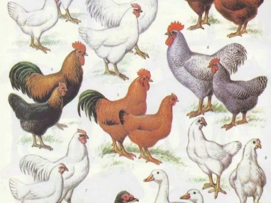 Курицы несушки домашние