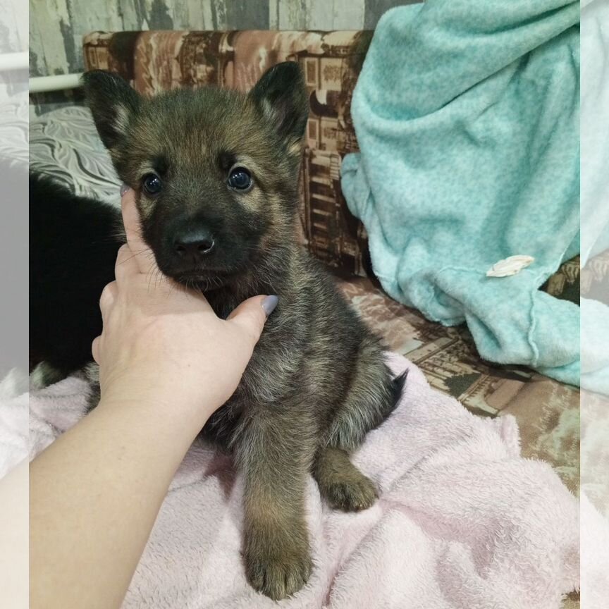 Немецкая овчарка, щенок