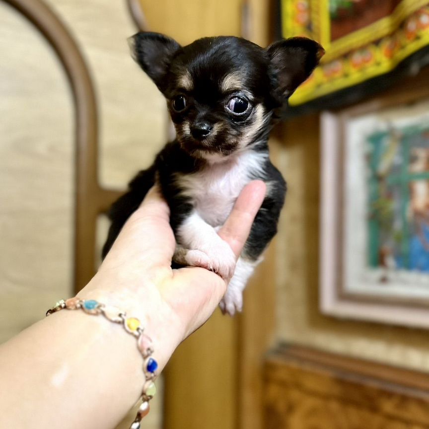 Чихуахуа девочка мини