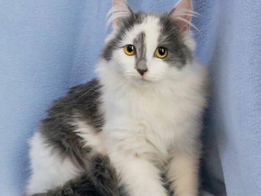 Котики в добрые руки