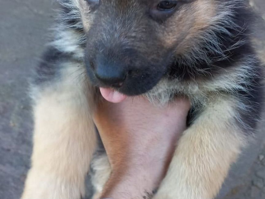 Щенки Немецкой овчарки