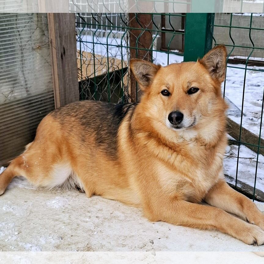 Собака в добрые руки