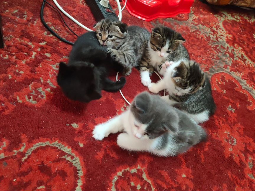 Кошка