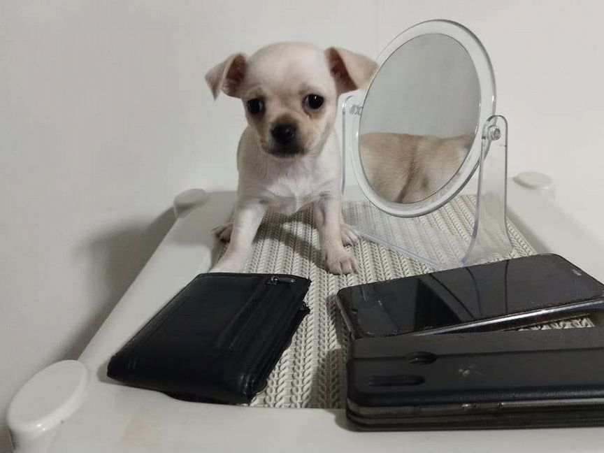 С Р О Ч Н О чихуахуа девочка