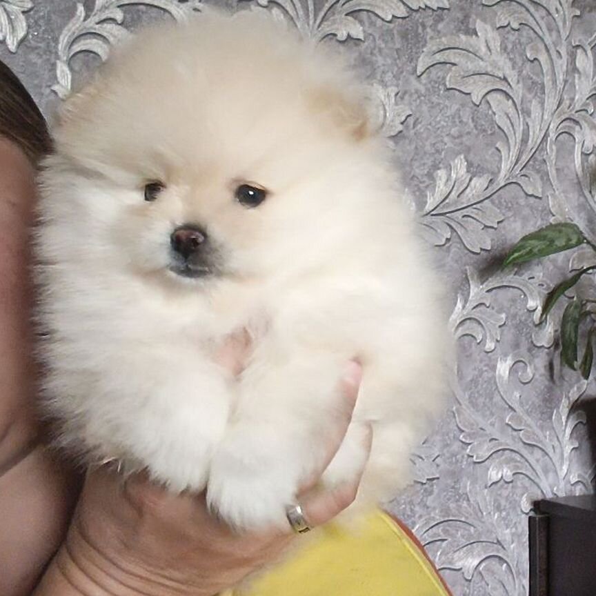 Померанский шпиц, щенок