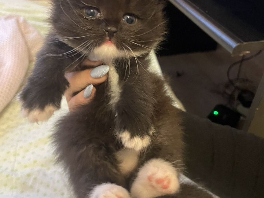 Котята