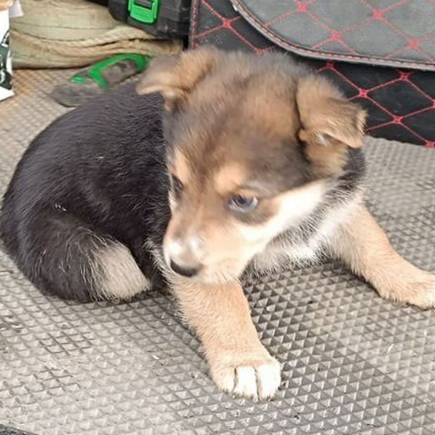 Щенок в добрые руки