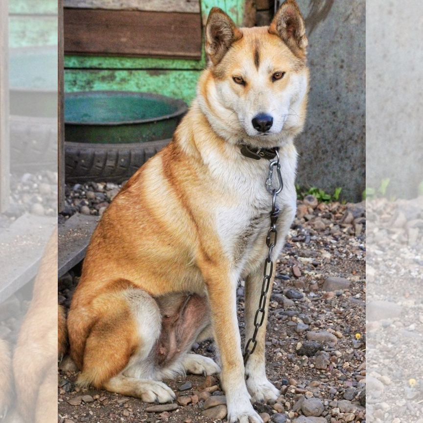 Стерилизованная Сима