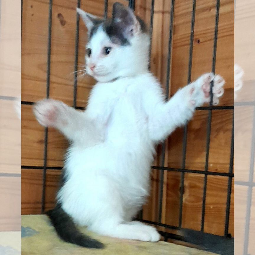 Котенок- ищем дом